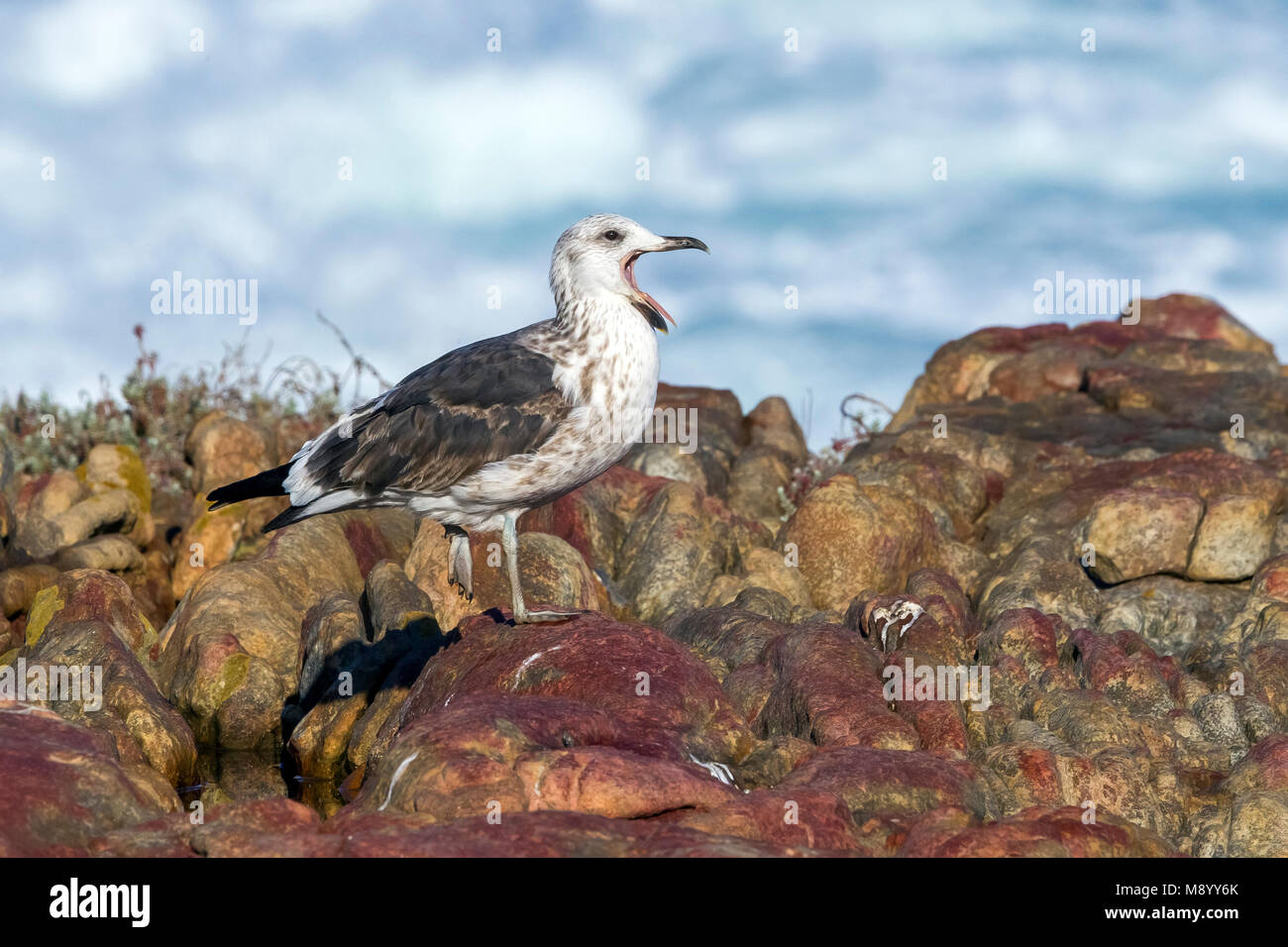 Kelp gull at cape hope hi-res stock photography and images - Alamy