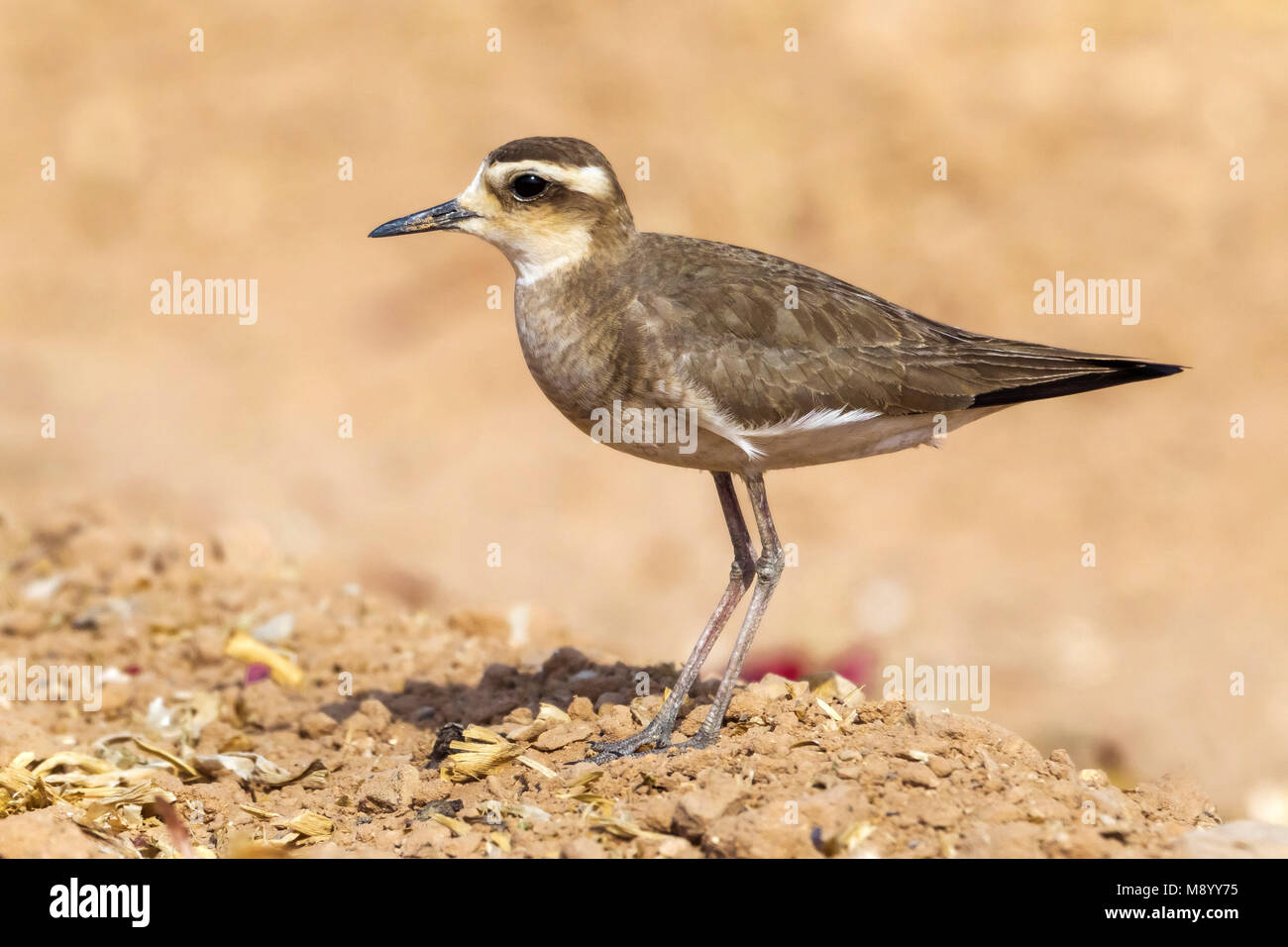 Southern europe birds hi-res stock photography and images - Alamy