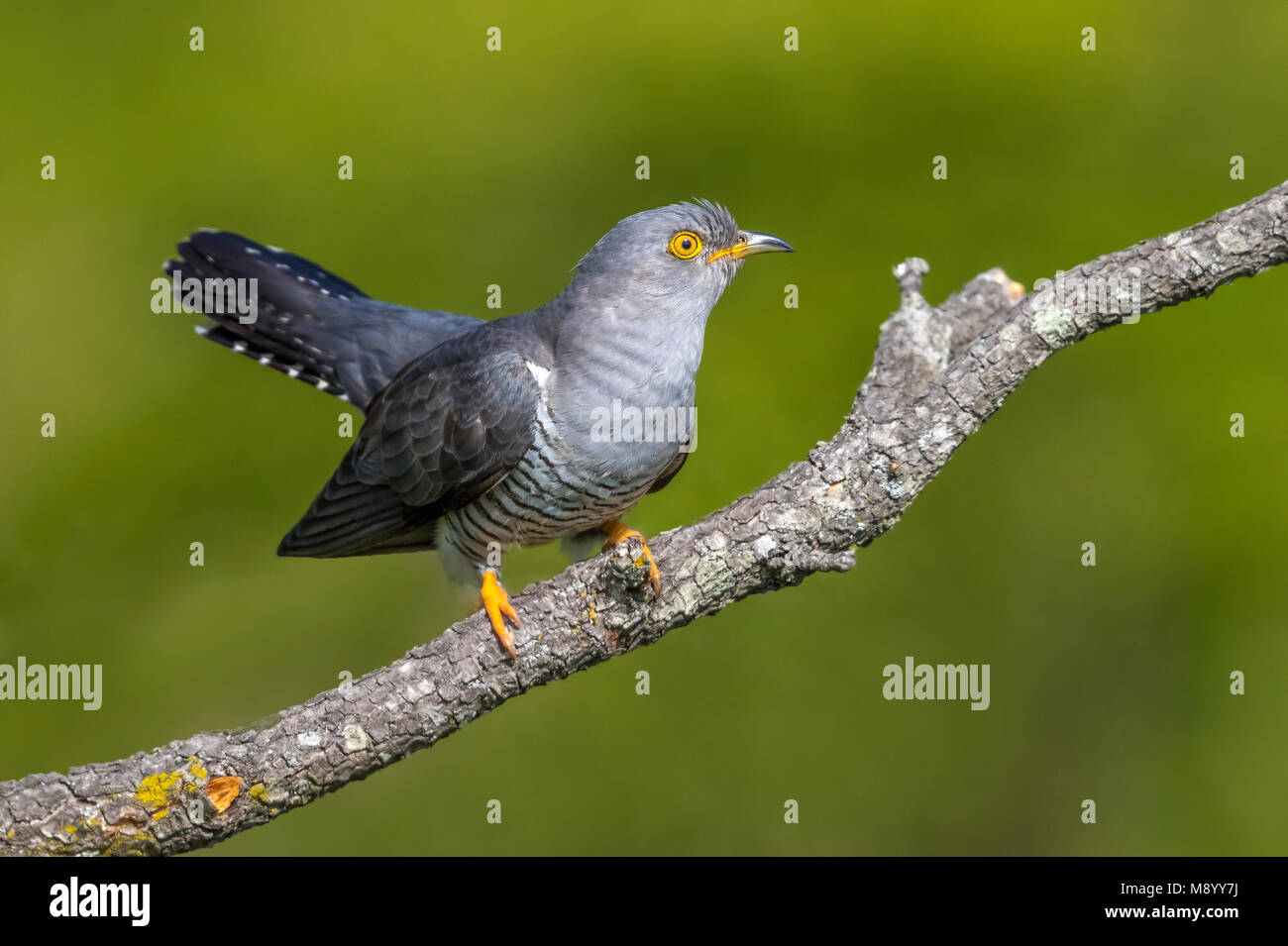 Common cuckoo cuculus canorus adult male hi-res stock photography and ...