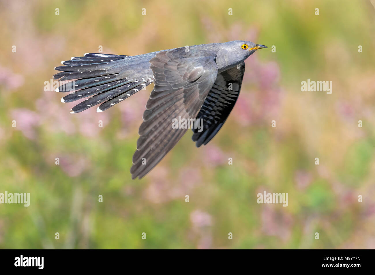 Probable male Eastern Common Cuckoo flying in Atyrau, Kazakhstan. May ...