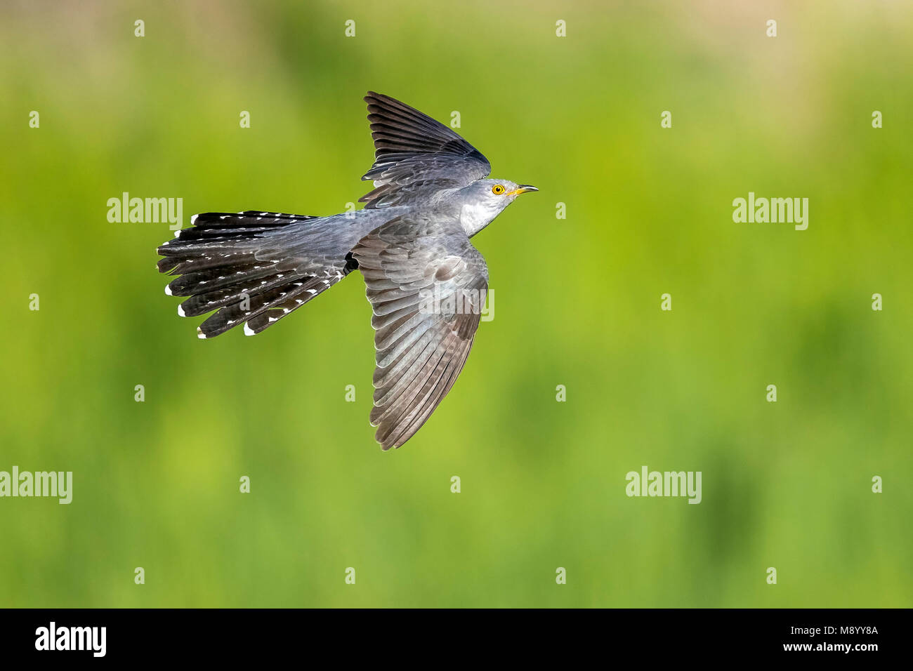 Probable male Eastern Common Cuckoo flying in Atyrau, Kazakhstan. May ...