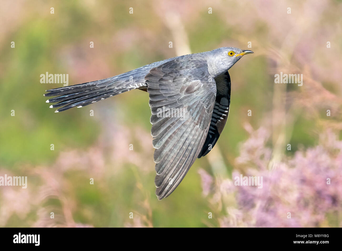 Cuckoo Flying Stock Photos & Cuckoo Flying Stock Images - Alamy