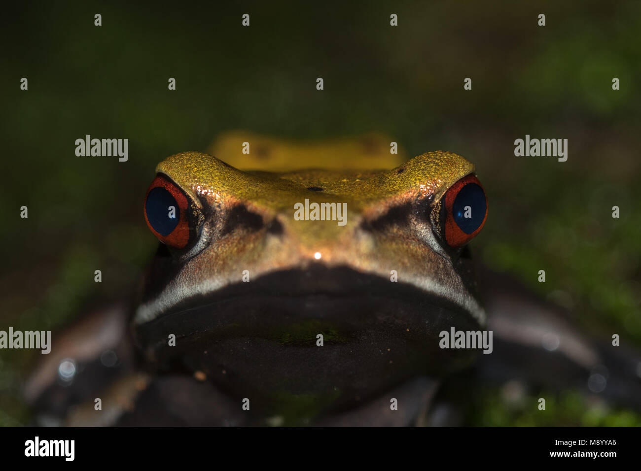 Malabar frog hi-res stock photography and images - Alamy