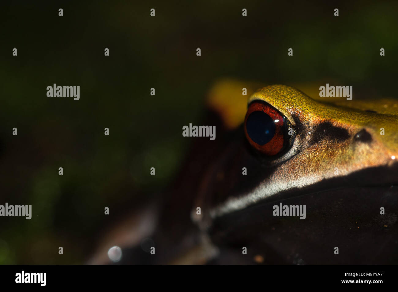 Malabar frog hi-res stock photography and images - Alamy