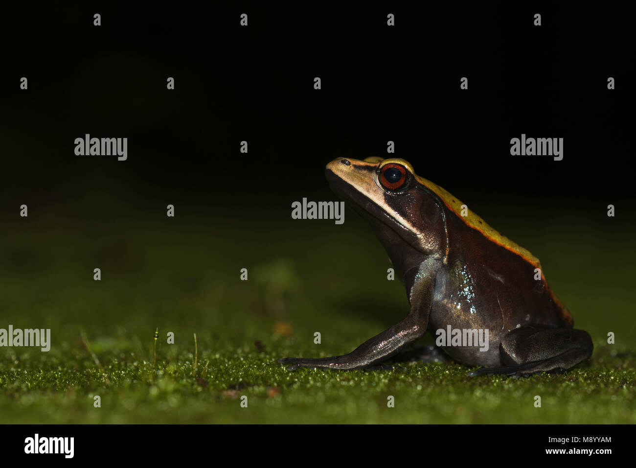 Malabar frog hi-res stock photography and images - Alamy