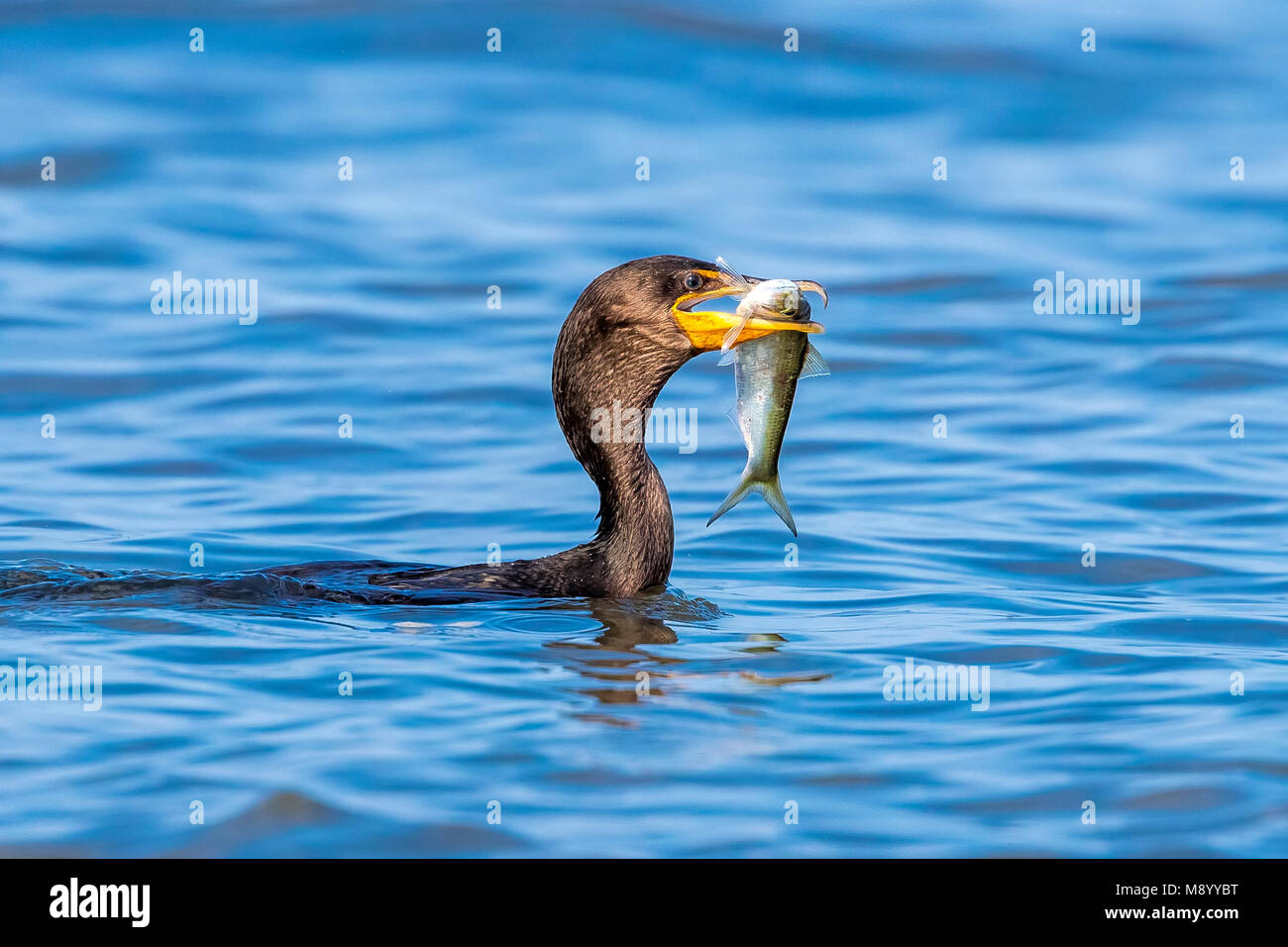 Cormorant with a fish hi-res stock photography and images - Alamy