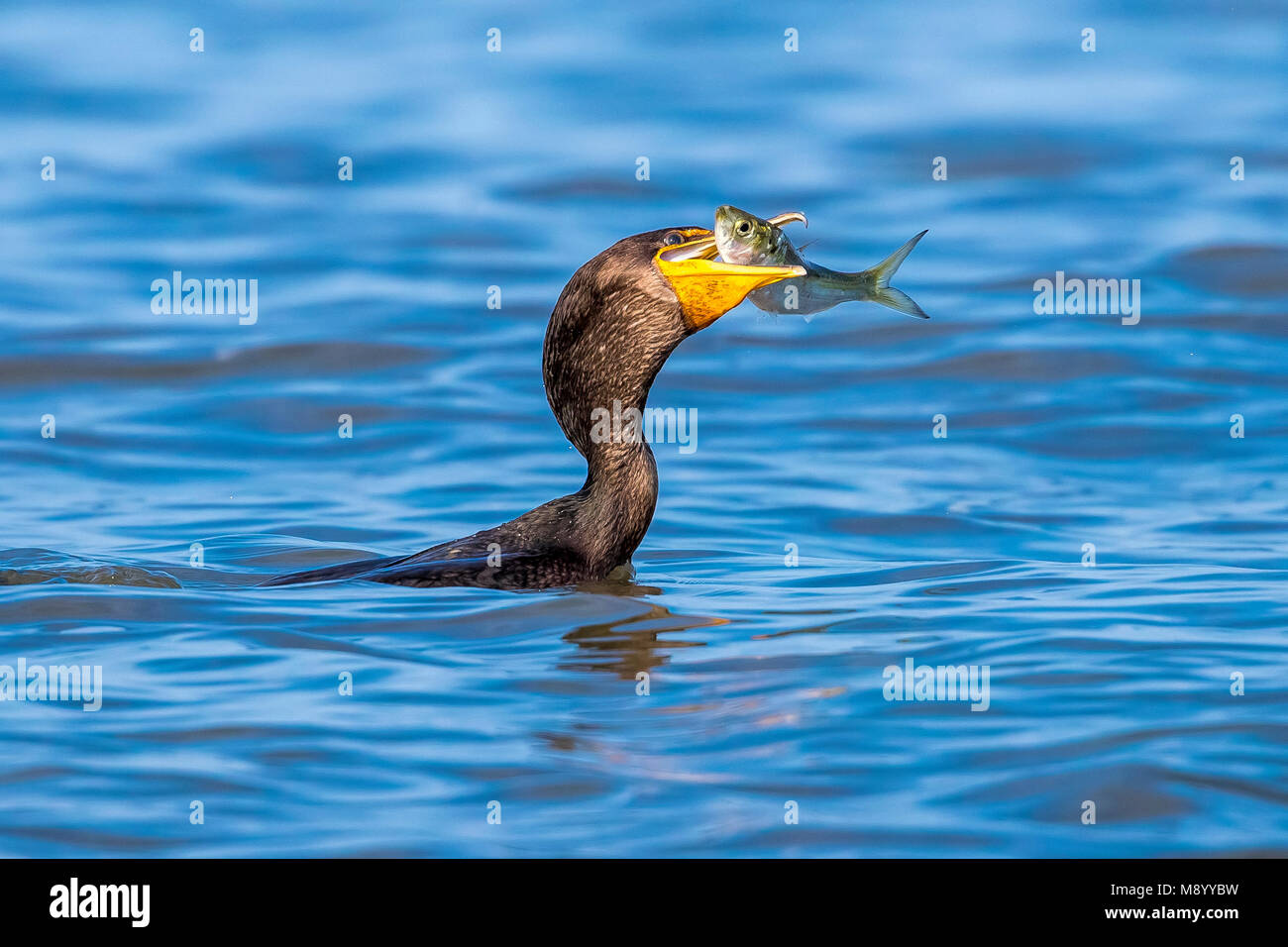 Immature Double-crested Cormorant with a fish in Cape May Point, New ...