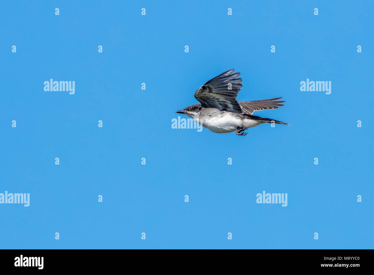 Kingbird hi-res stock photography and images - Alamy
