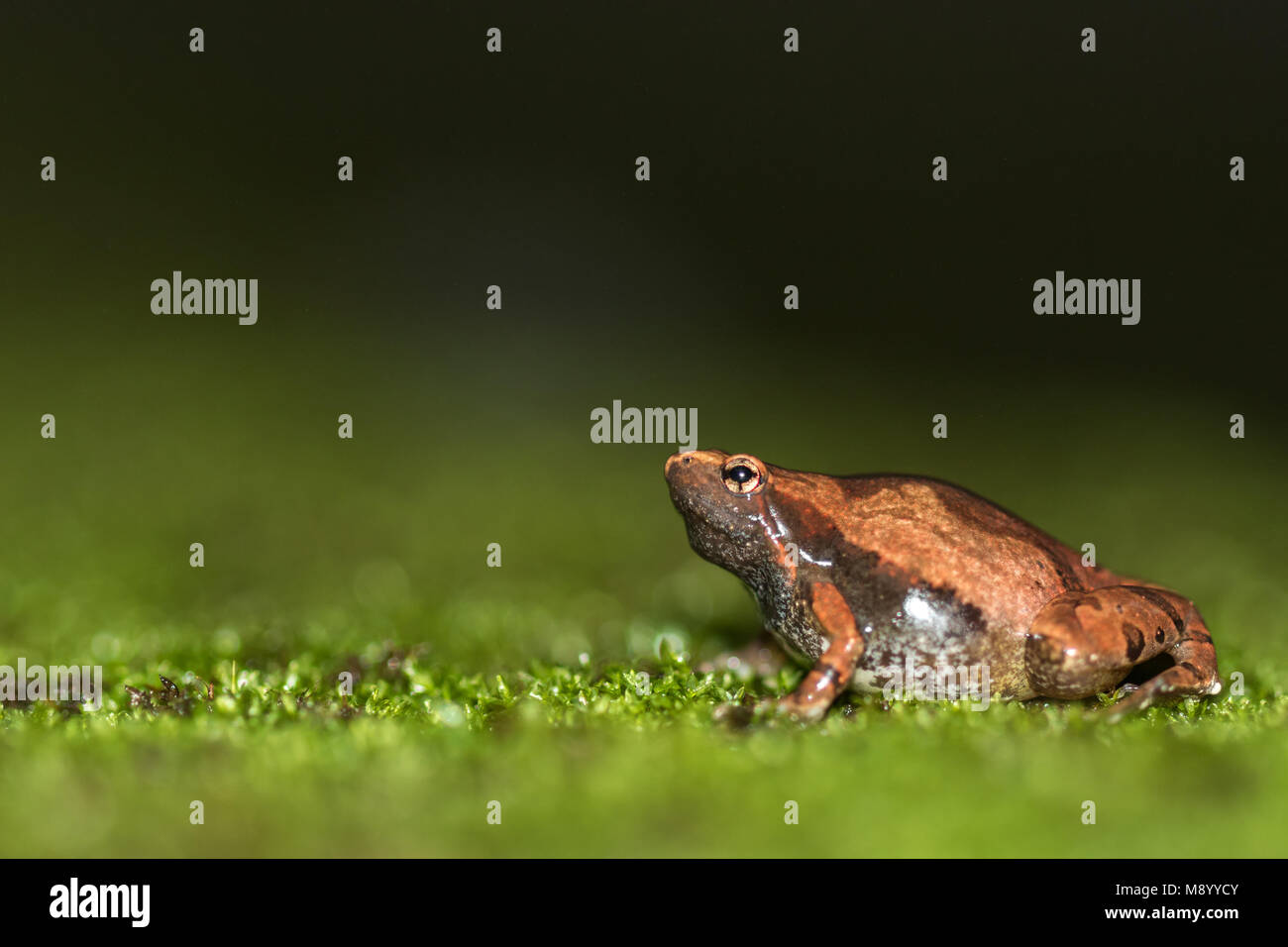 Ornate narrow mouthed frog microhyla ornata hi-res stock photography ...