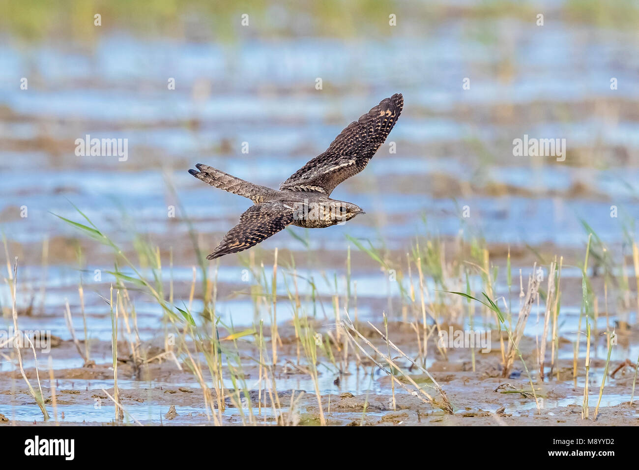Eurasian Nightjar High Resolution Stock Photography and Images - Alamy
