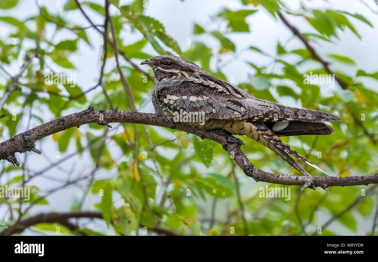 Adult male eurasian nightjar hi-res stock photography and images - Alamy