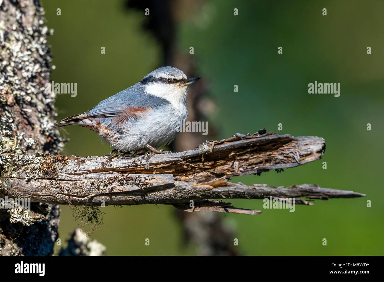 Male Siberian Nuthatch perched on a branch in Mount Kvarkush, Ural ...