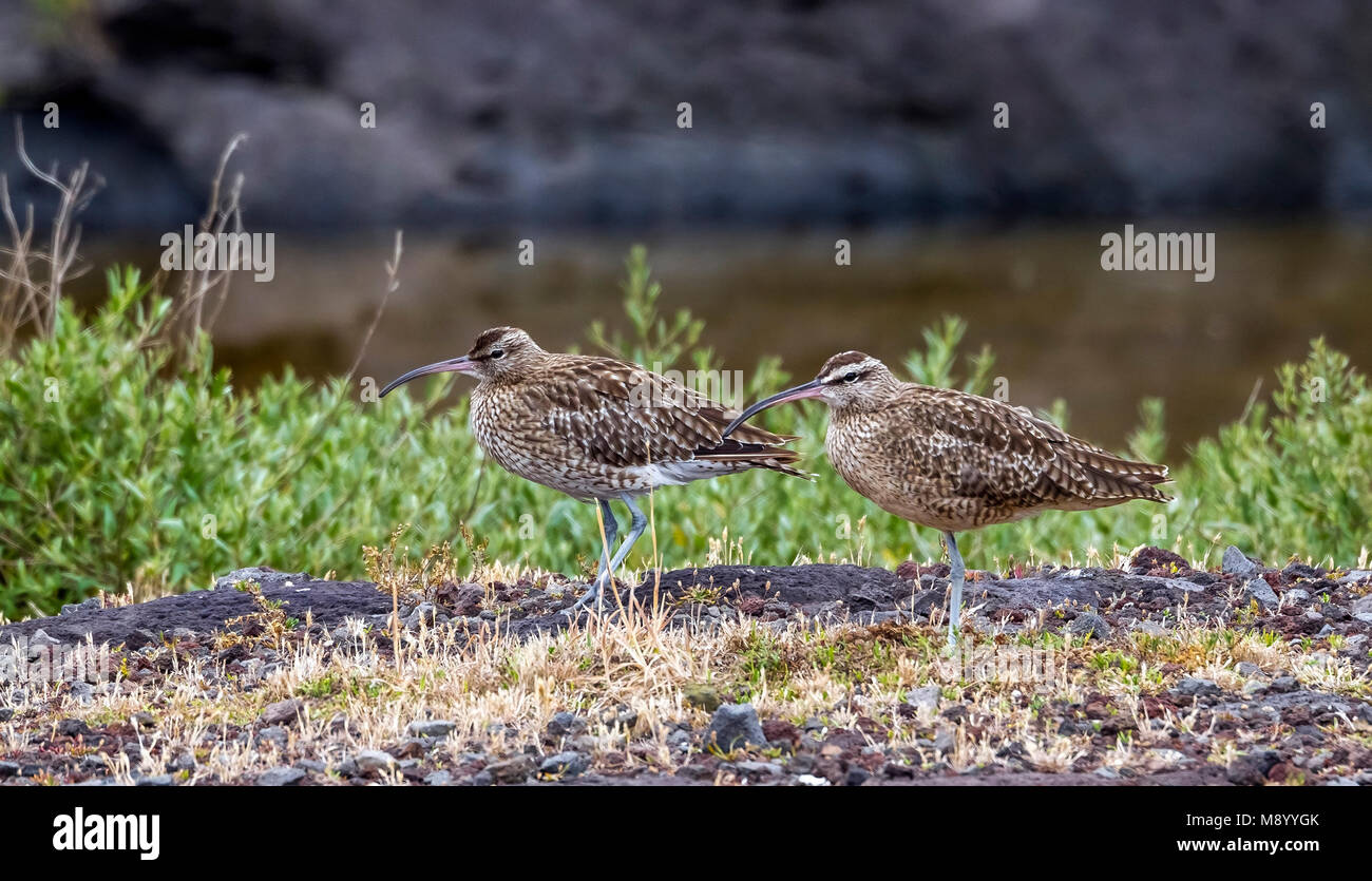 Adult Hudsonian Whimbrel sitting with an Eurasian Whimbrel in the ...