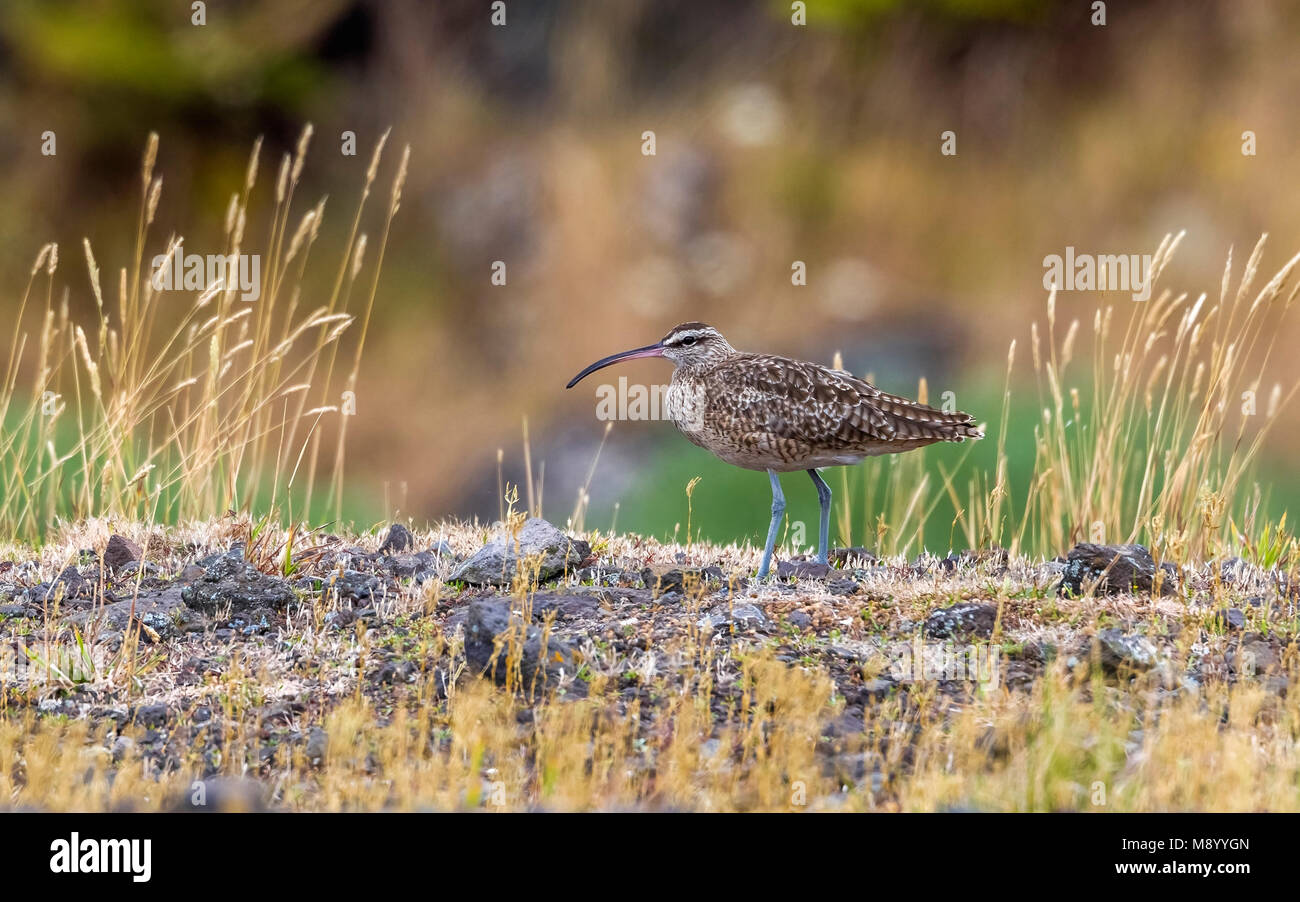 Adult Hudsonian Whimbrel sitting in the quarry of Cabo da Praia ...