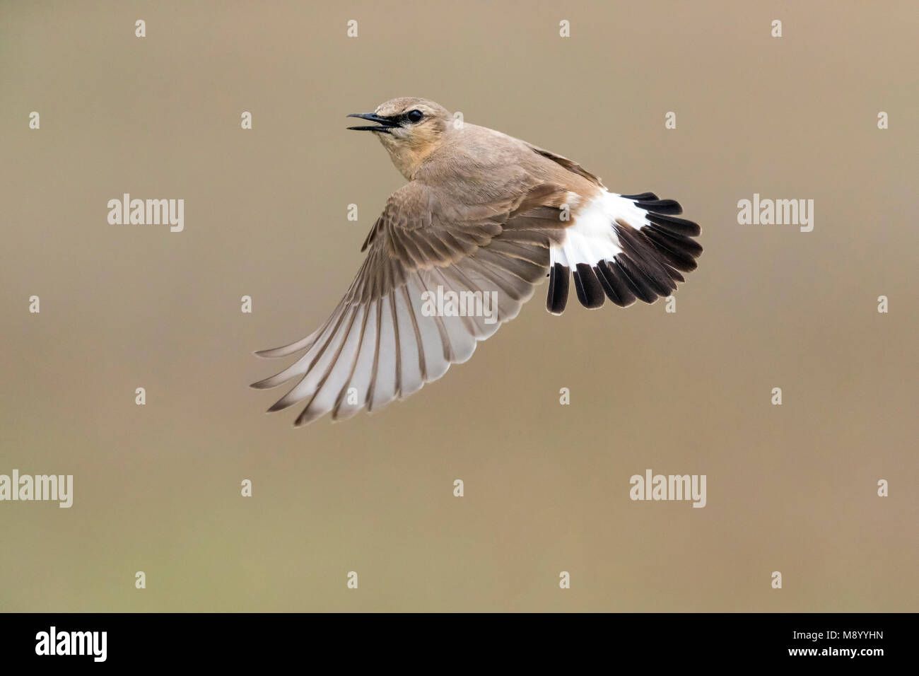 Male Isabelline Wheatear flying over the steppe of Kazakhstan. May 2017 ...