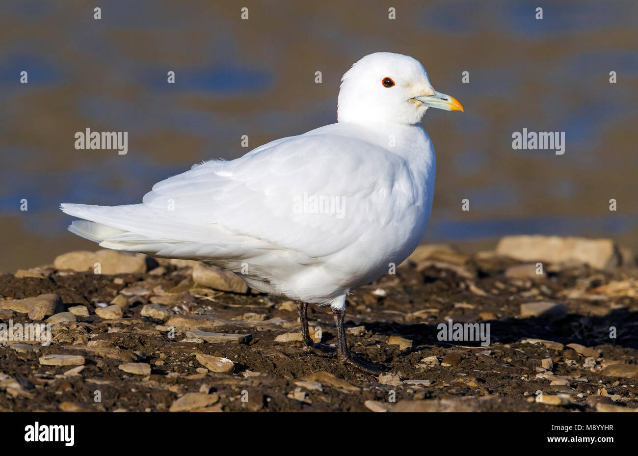 Adult Ivory Gull on a swamp area of Longyearbyen, Svalbard Stock Photo ...