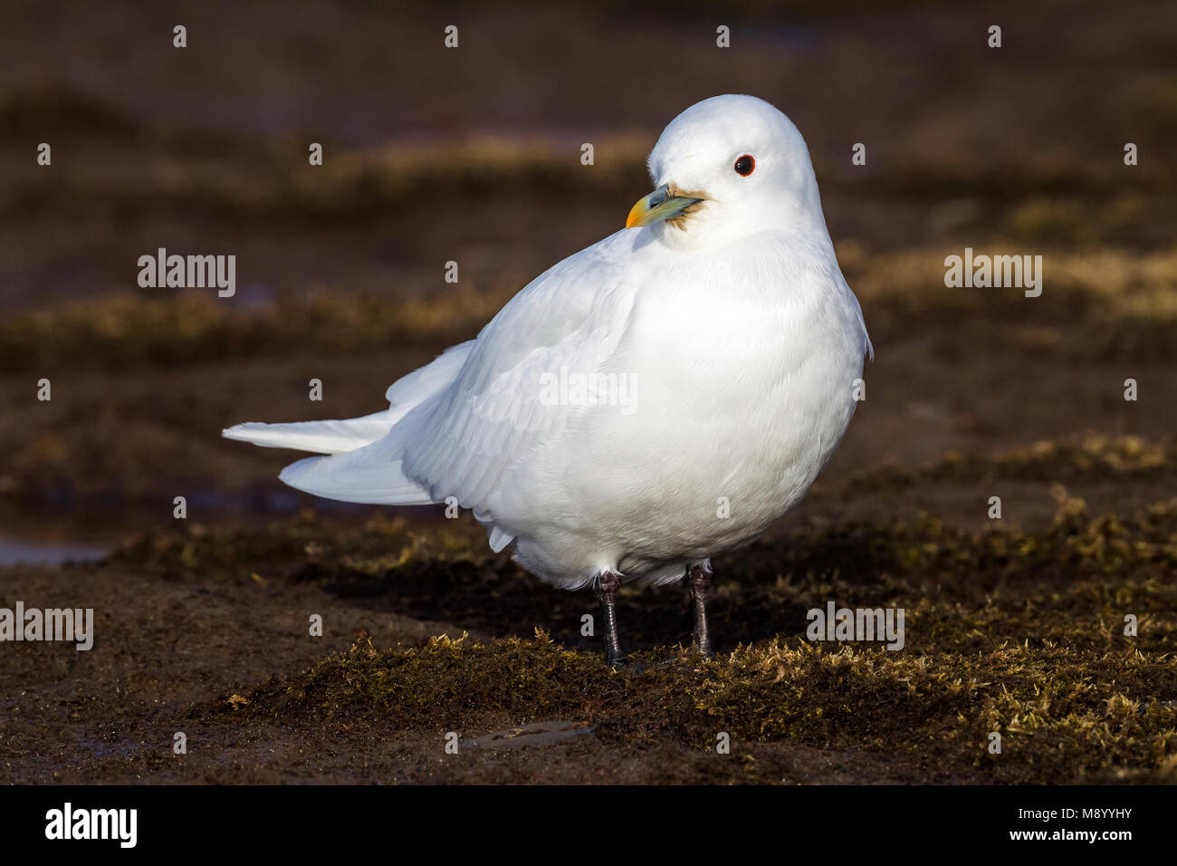Adult Ivory Gull on a swamp area of Longyearbyen, Svalbard Stock Photo ...