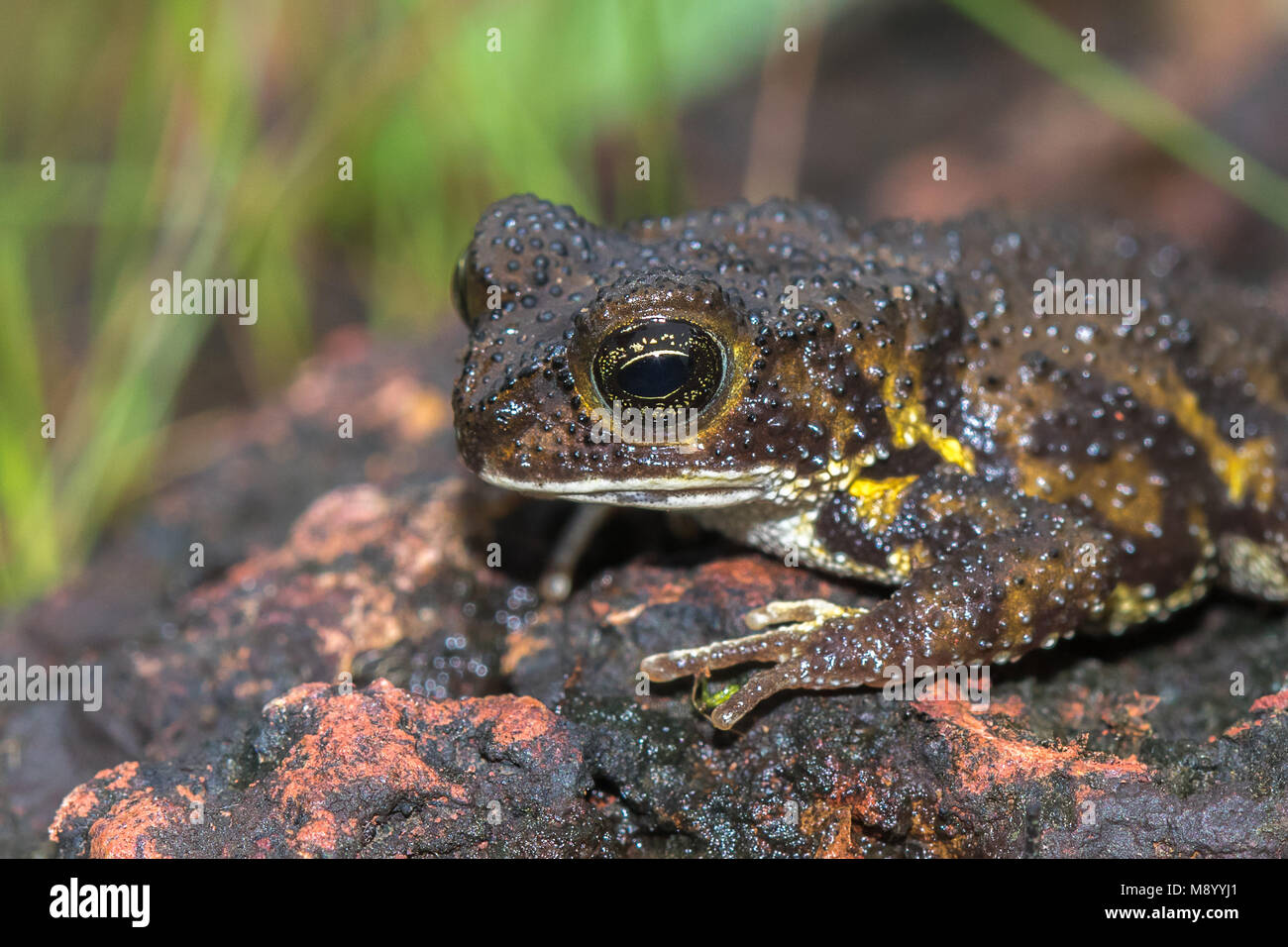 Amboli Toad / Tiger Toad Stock Photo - Alamy