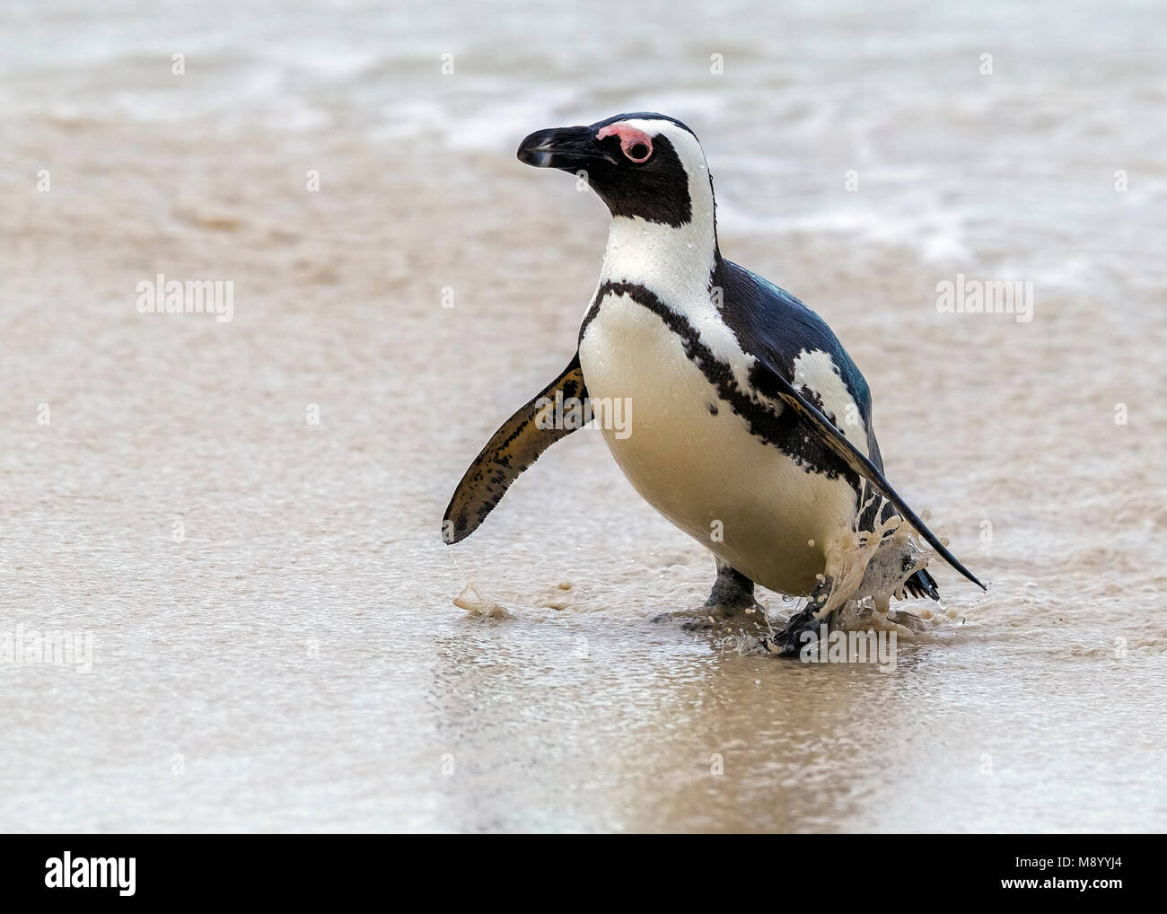 Jackass bird hi-res stock photography and images - Alamy