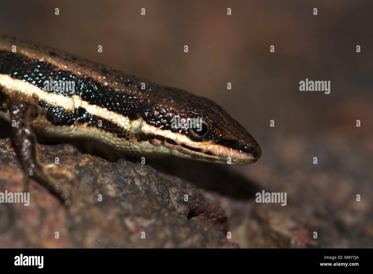 Ophisops (English: Snake-eye) Amboli, Maharashtra Stock Photo - Alamy