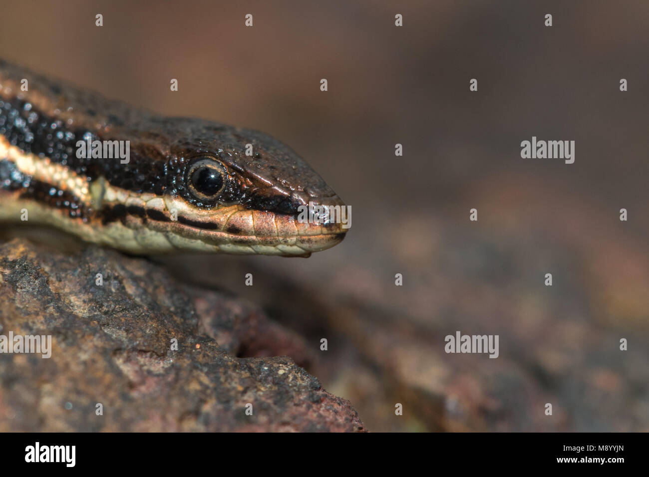 English snake hi-res stock photography and images - Alamy