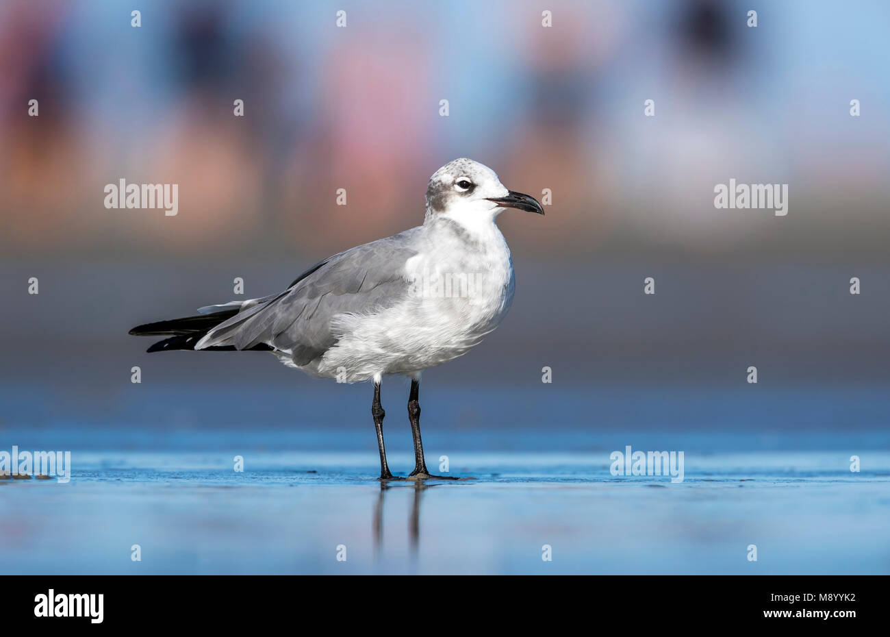 Laughing gull on the beach hi-res stock photography and images - Alamy