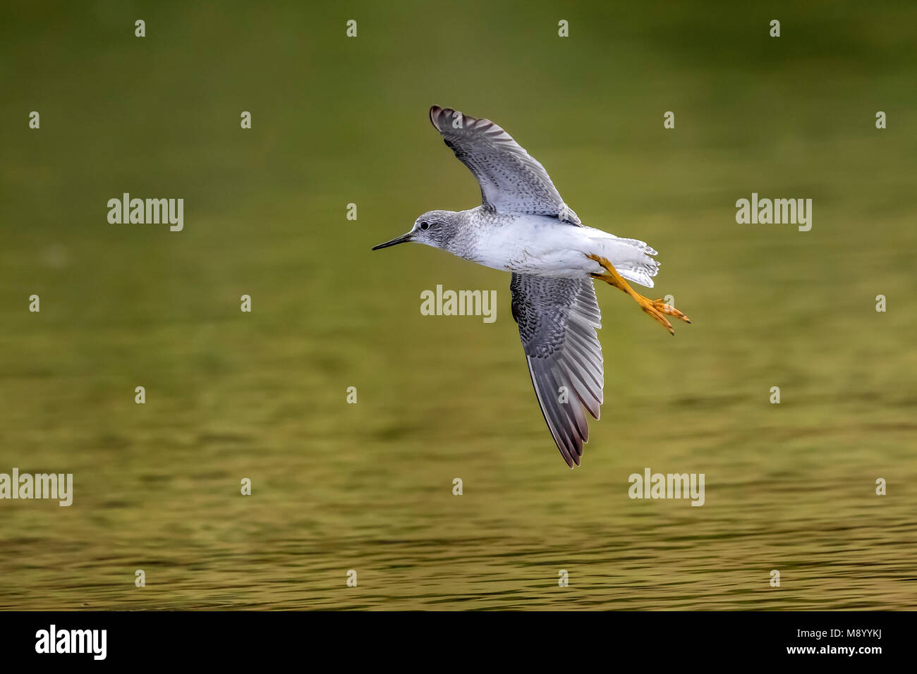 Juvenile Lesser Yellowlegs flying over Cabo da Praia, Terceira, Azores ...