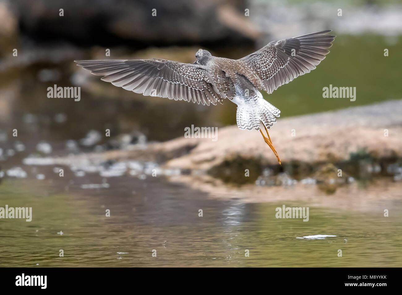 Juvenile lesser yellowlegs hi-res stock photography and images - Alamy