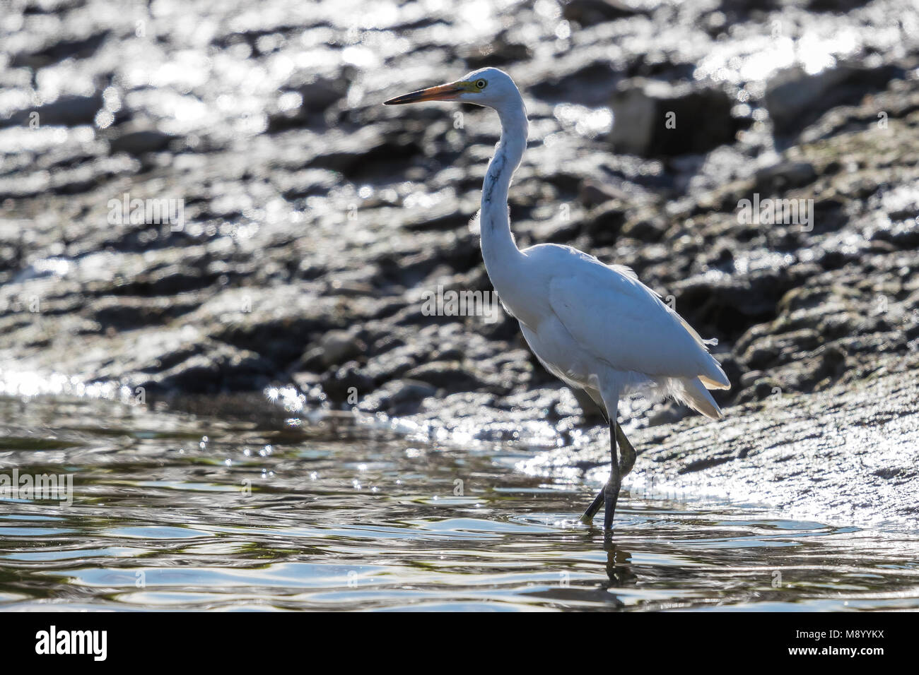 Aberrant Little Egret in Swamp of Zennegat in Mechelen, Belgium ...
