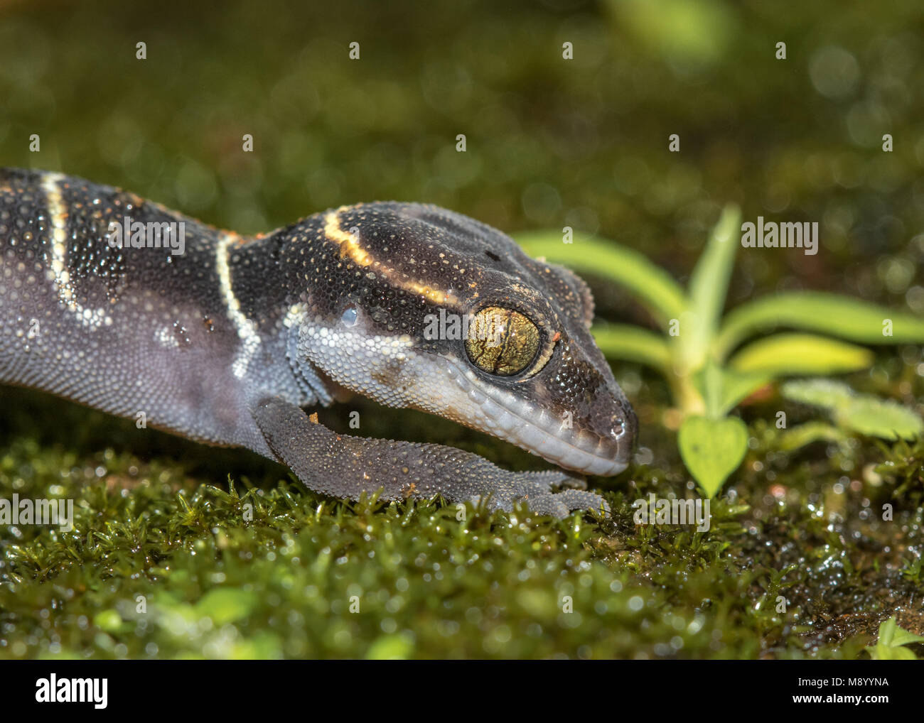 Banded ground gecko (Geckoella albofasciata) | Amboli, Maharashtra ...