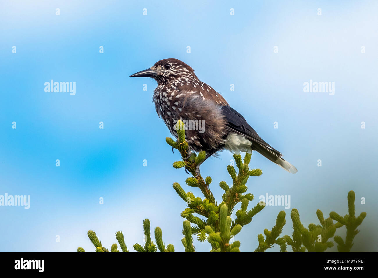 Slender-billed Spotted Nutcracker perched on a pine tree in Ural Ridge ...