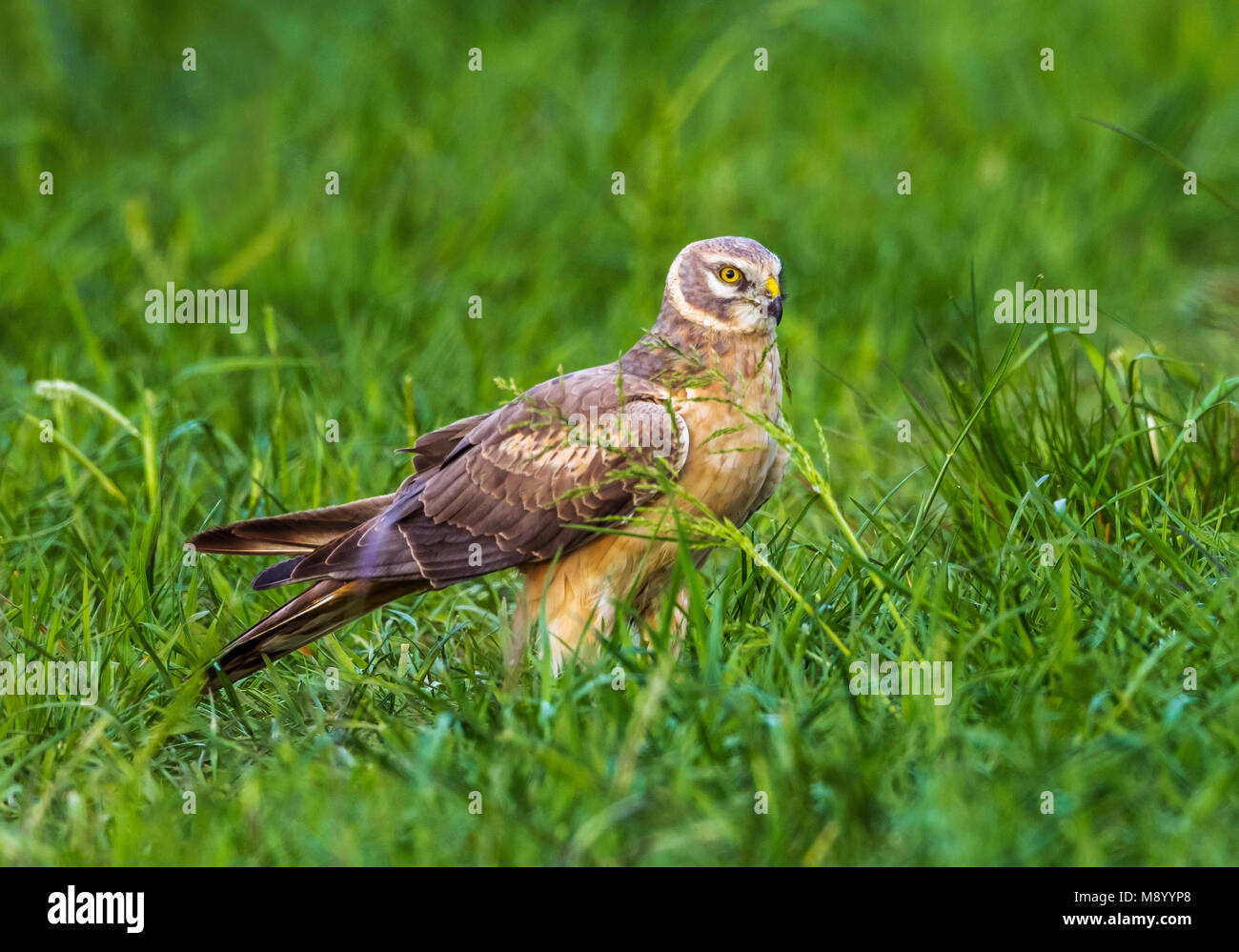 Pallid harrier hi-res stock photography and images - Alamy