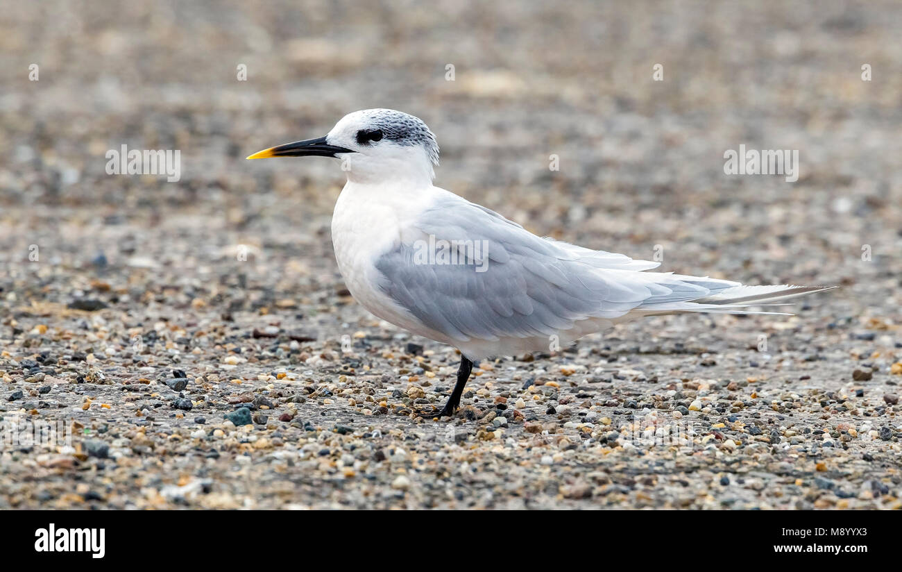Kustzone hi-res stock photography and images - Alamy