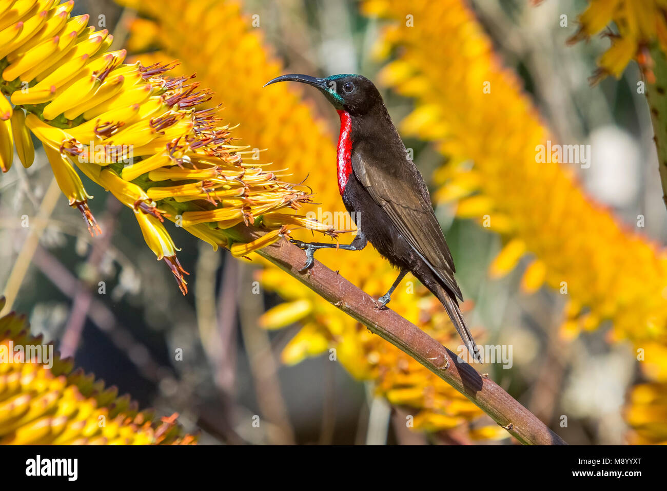 Scarlet chested sunbird hi-res stock photography and images - Alamy