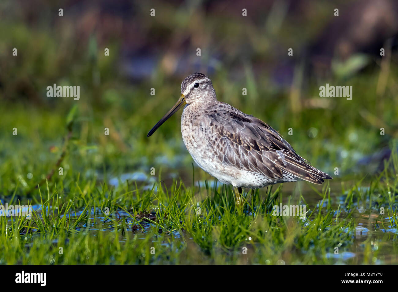 1st winter Short-billed Dowitcher sitting along the Caldera lake, Corvo ...