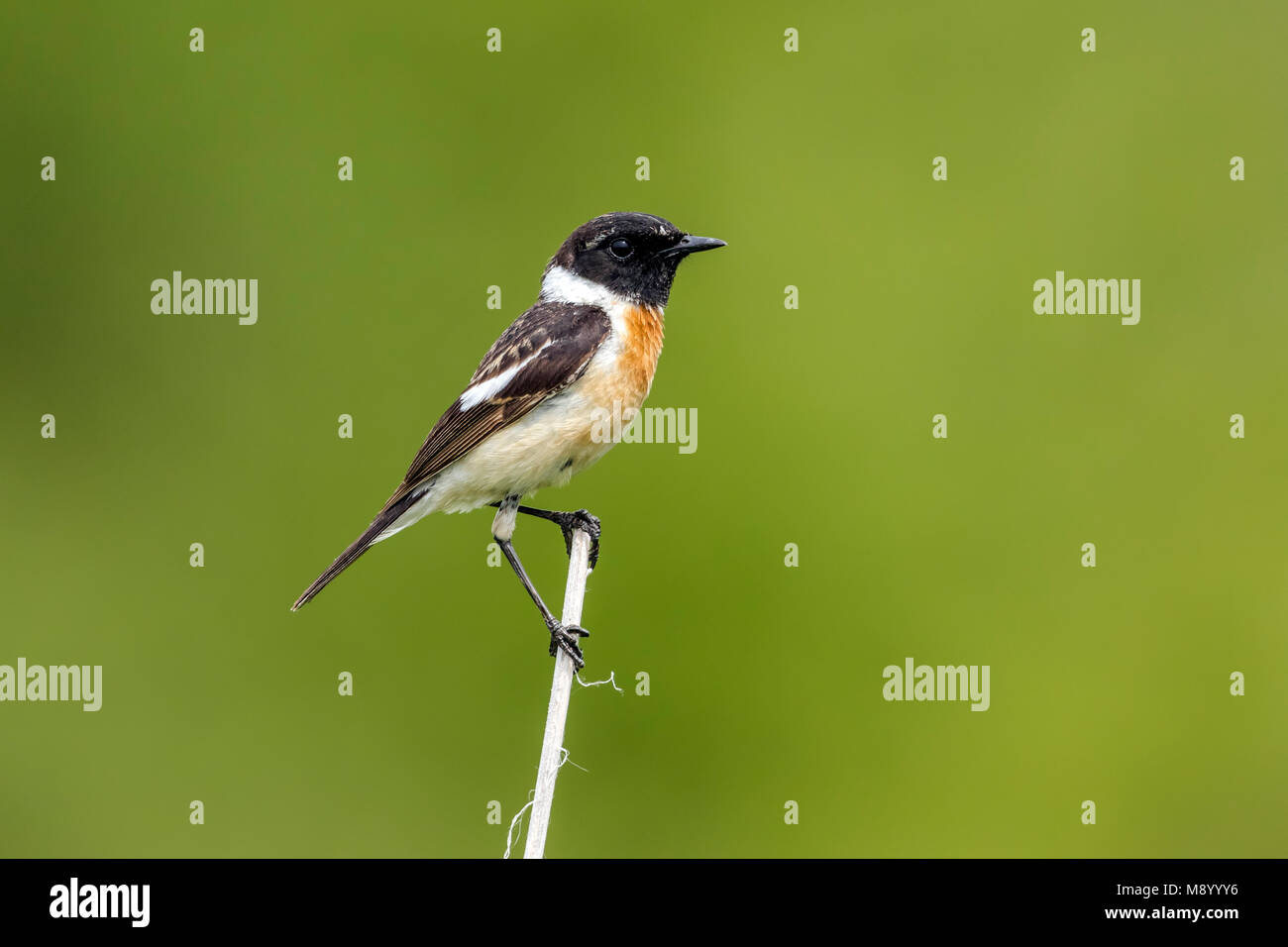 Siberian stonechat saxicola maurus adult male hi-res stock photography ...