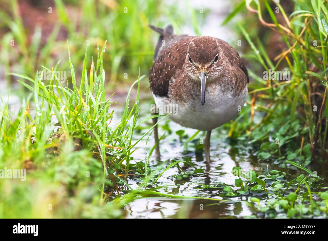 Solitary Sandpiper sitting in the mist of the Mountain Reservoir, Corvo ...