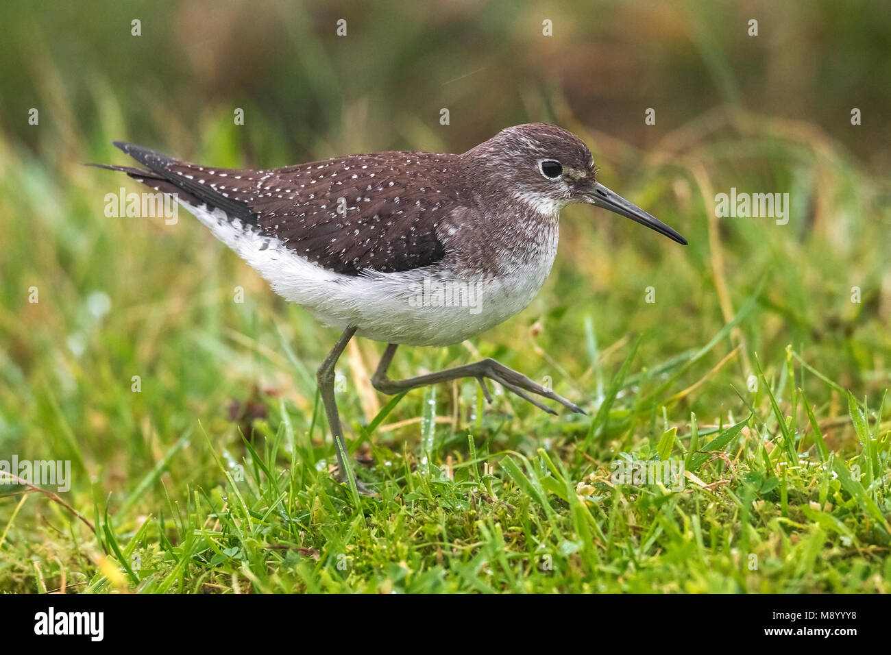 Amerikaanse Bosruiter High Resolution Stock Photography and Images - Alamy