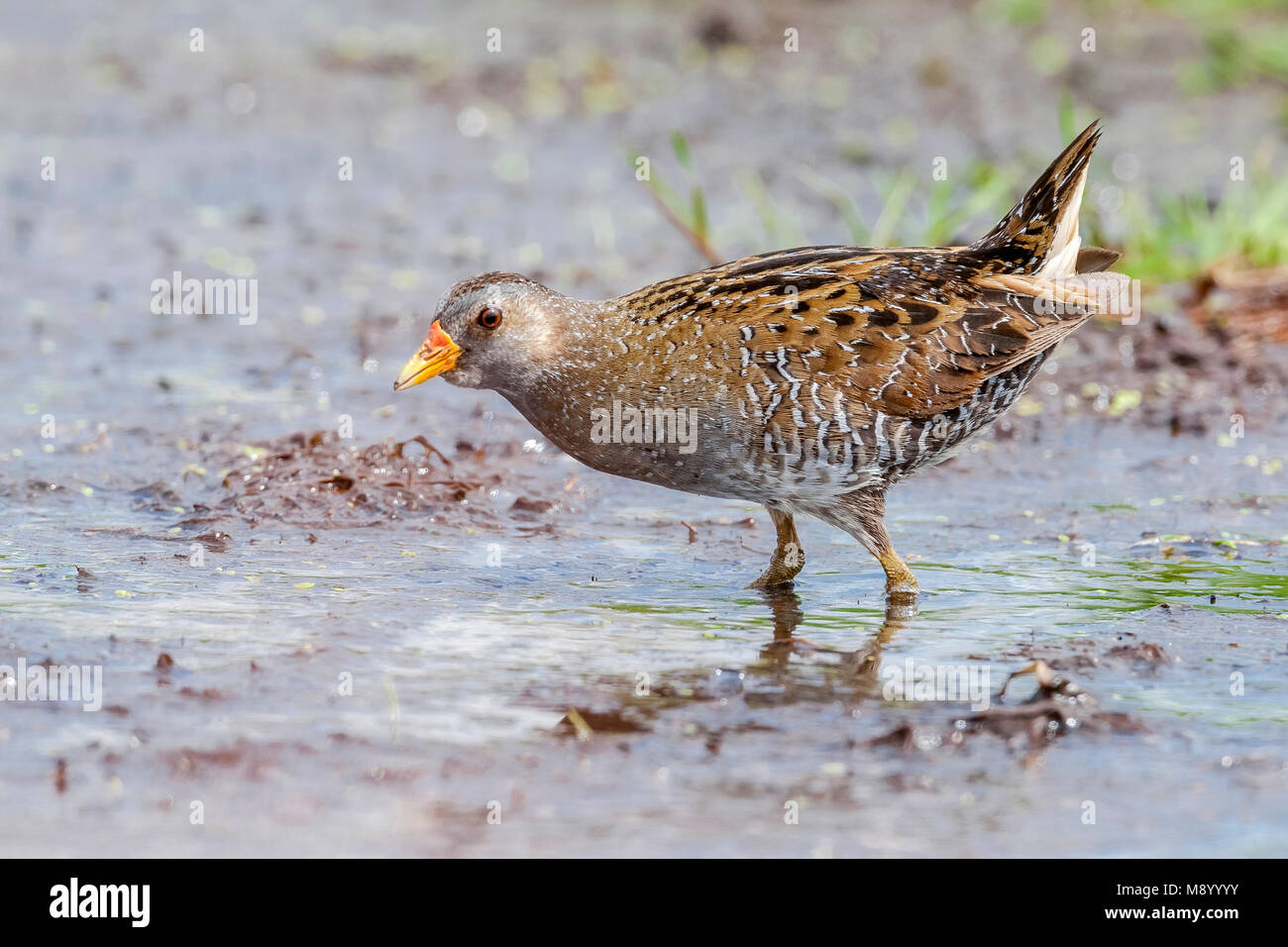 Adult breeding spotted crake hi-res stock photography and images - Alamy