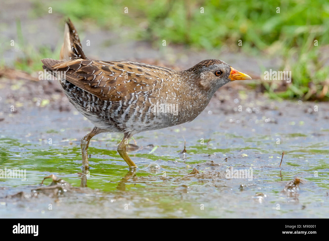 Adult breeding spotted crake hi-res stock photography and images - Alamy