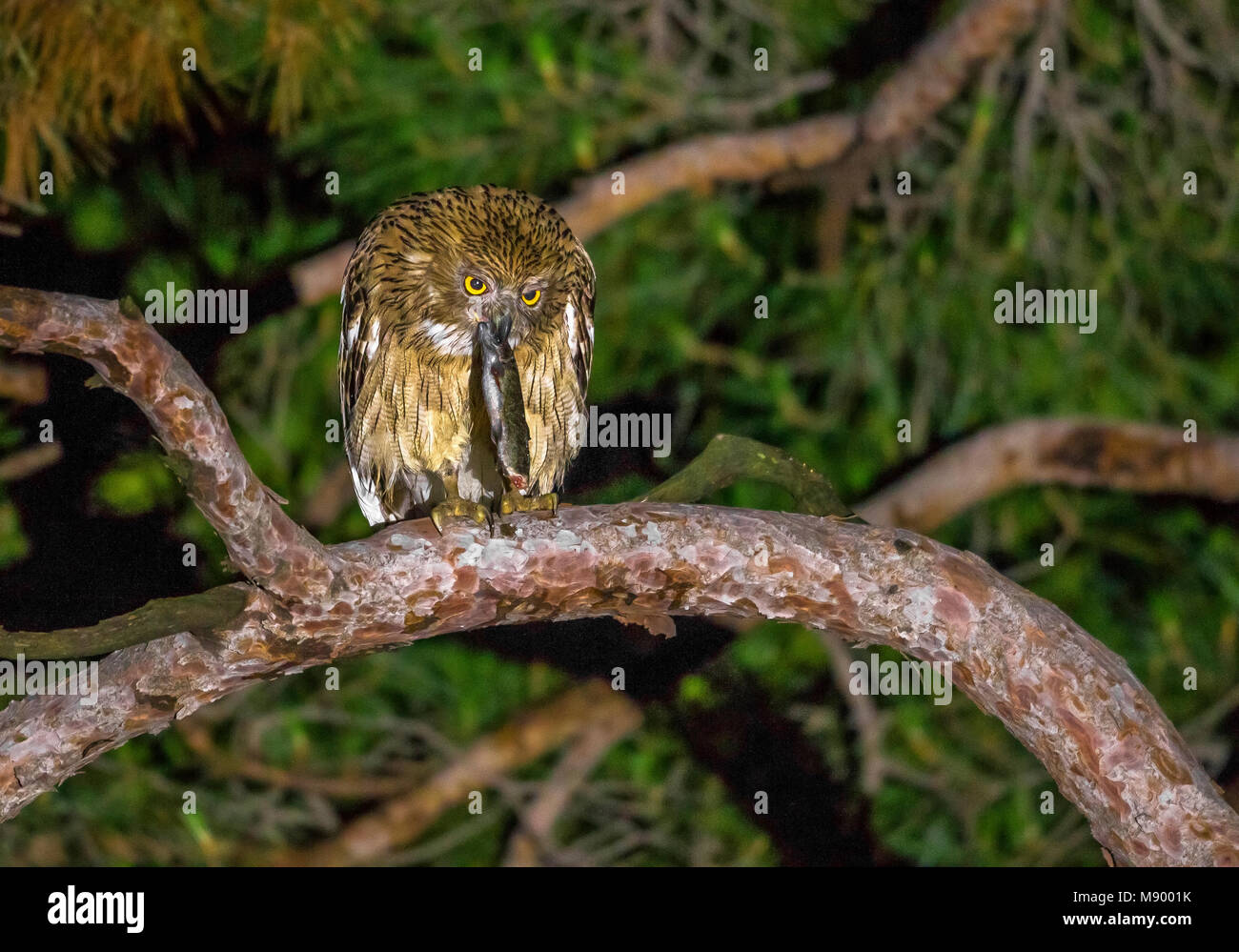 Turkish bird hi-res stock photography and images - Alamy
