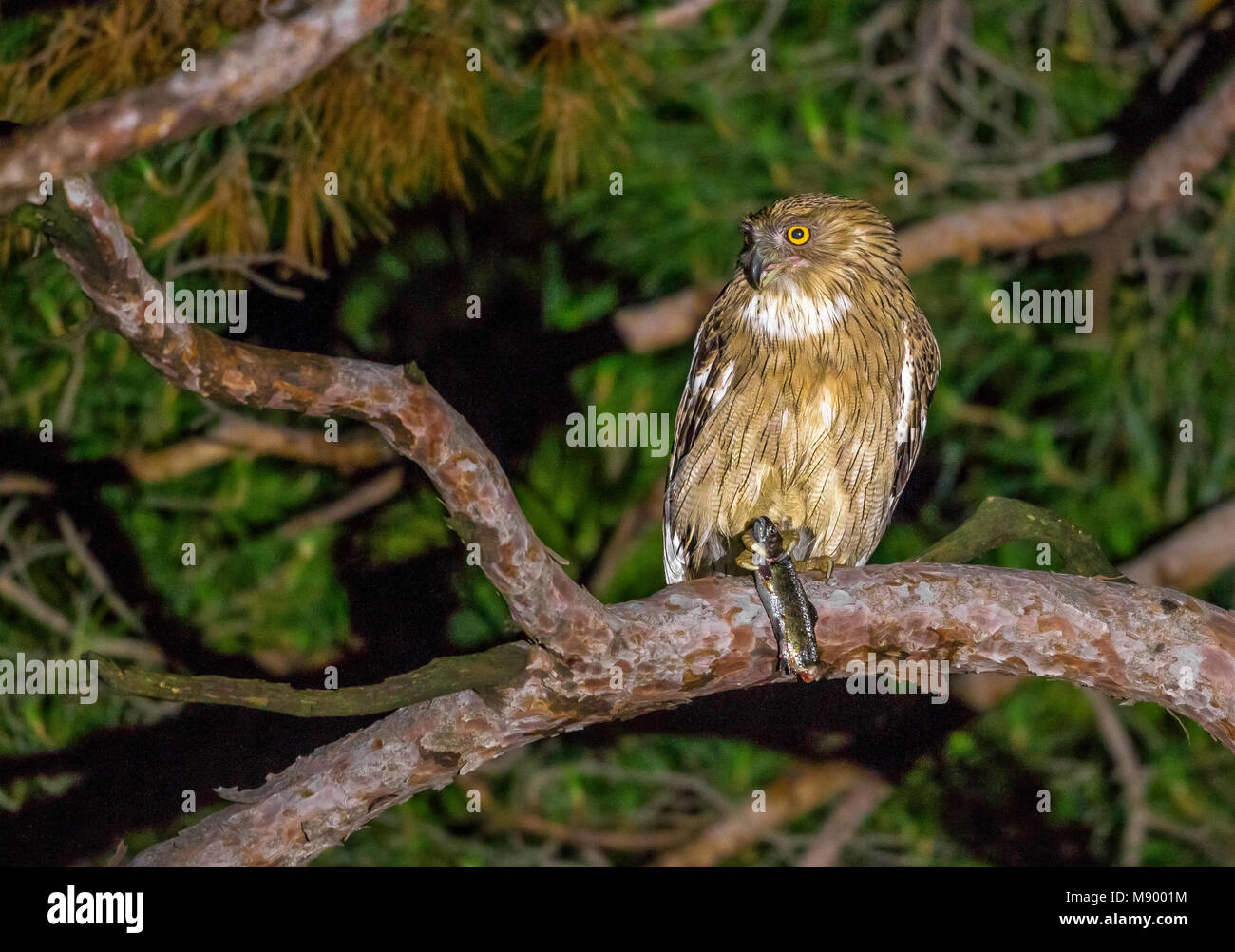 Turkish bird hi-res stock photography and images - Alamy