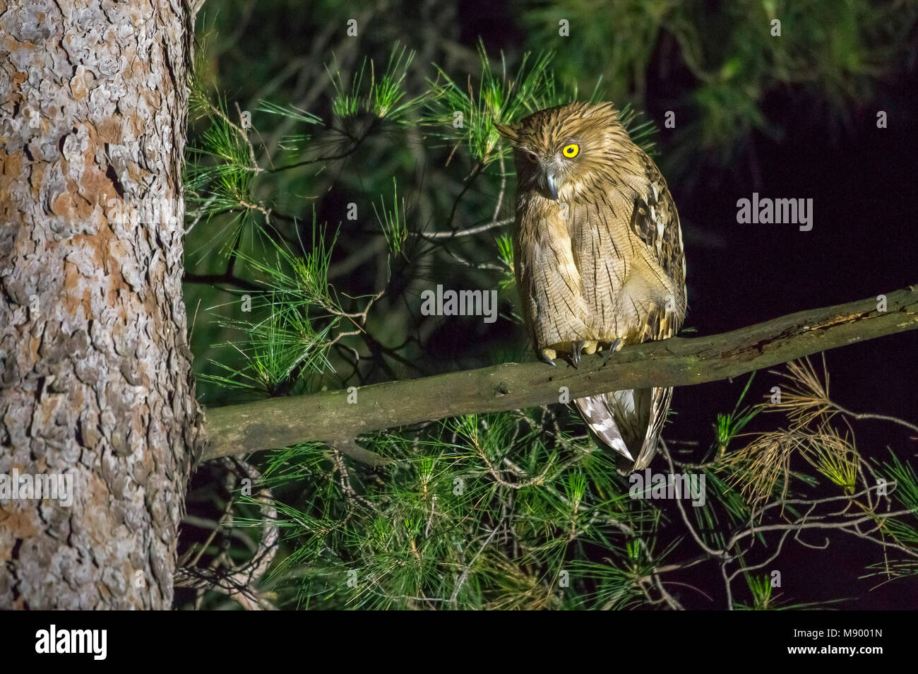Endemic bird hi-res stock photography and images - Alamy