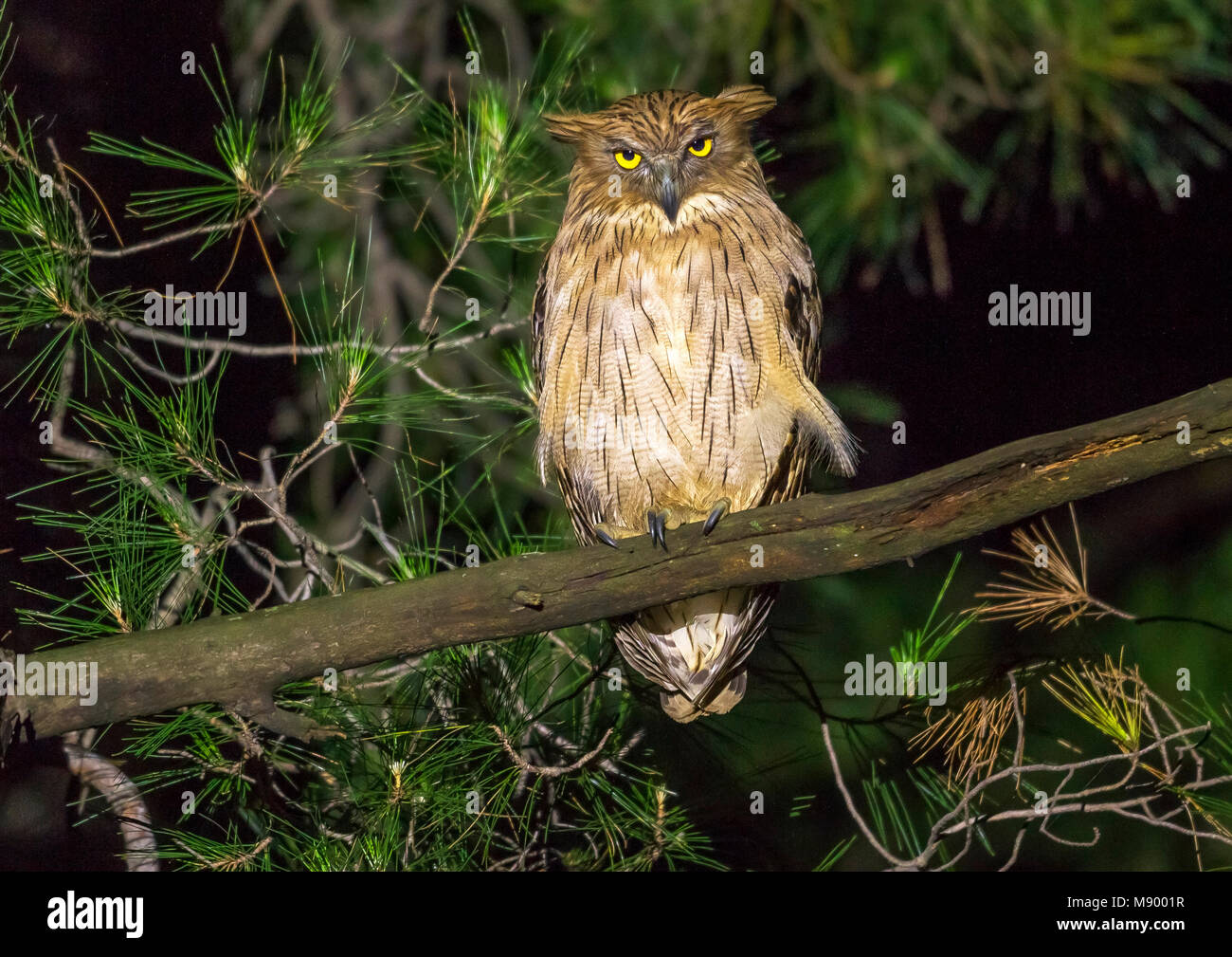 Turkish Fish Owl on a tree along the Taurus Mountain,Turkey in June ...