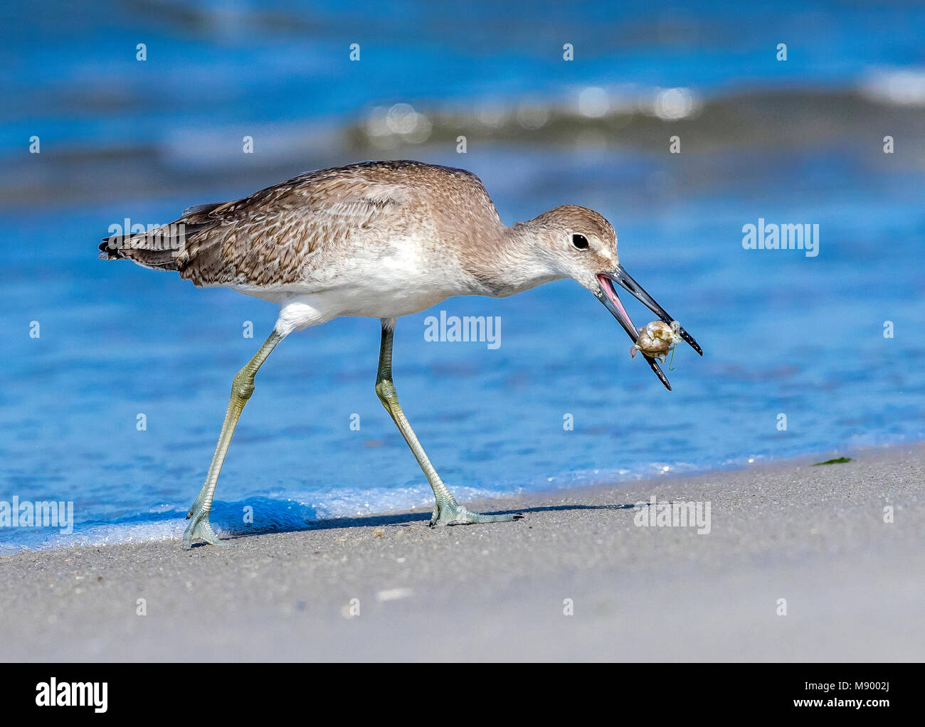 Western Willet hunted some crustacean along the St Pete Jetty in Cape ...