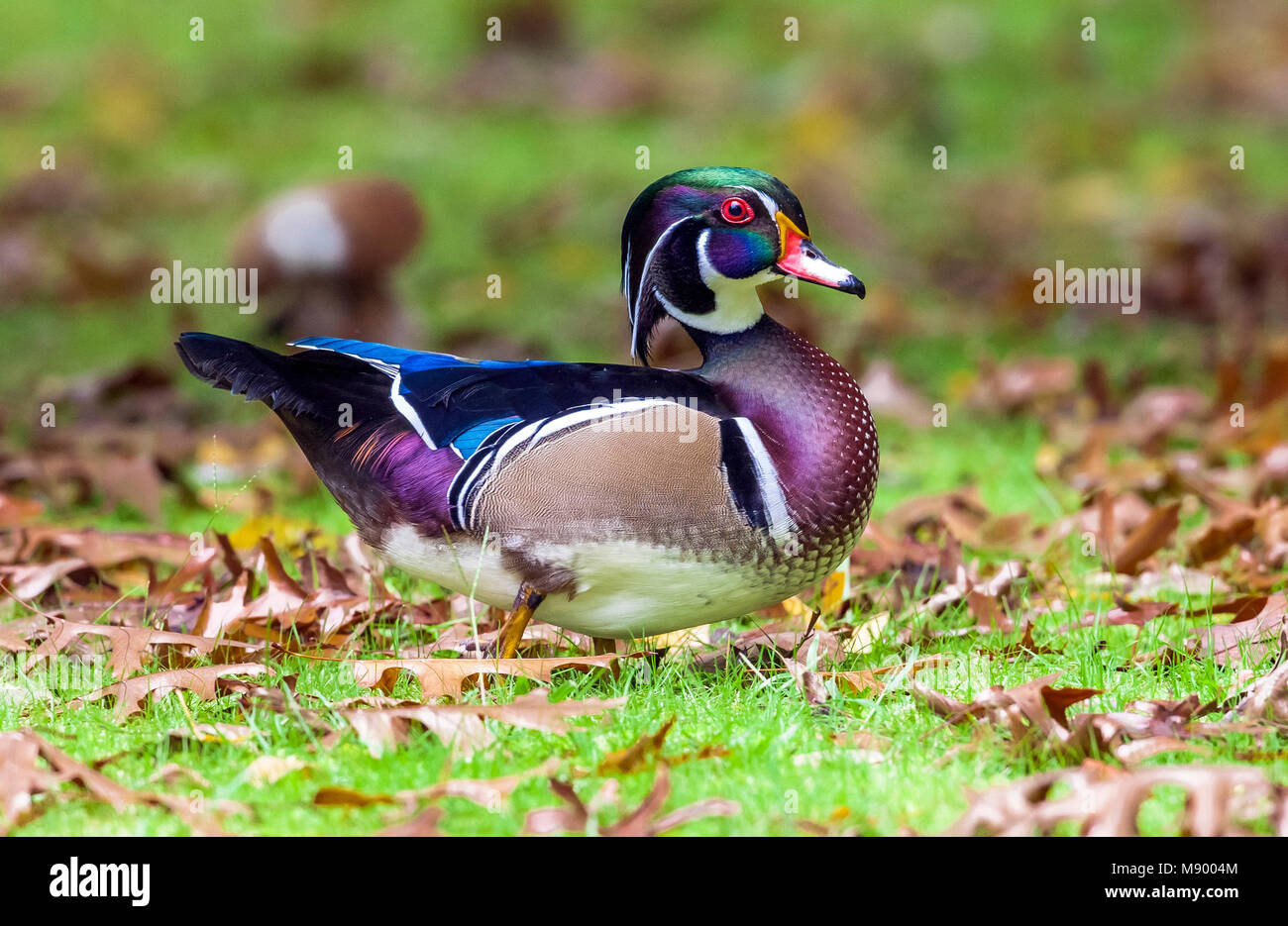 Wood duck winter plumage hi-res stock photography and images - Alamy