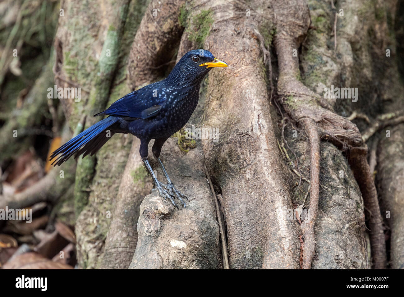 Chinese thrush hi-res stock photography and images - Alamy
