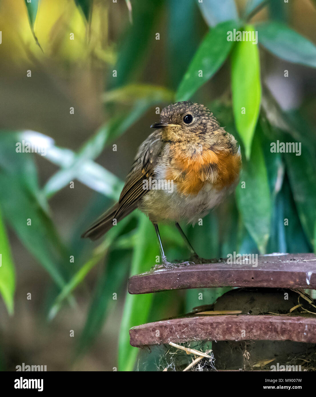 Immature male European Robin perched in a zoo, Brabant, Belgium. July ...