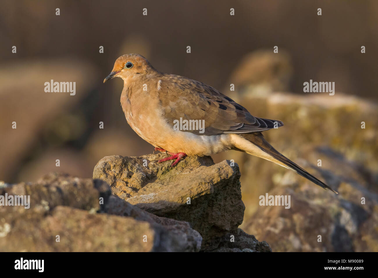 American mourning dove hi-res stock photography and images - Alamy