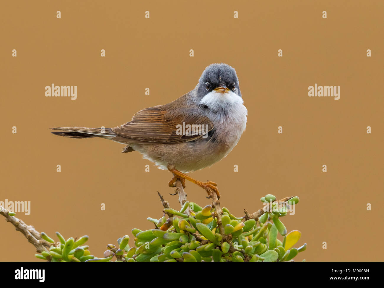 Mannetje Brilgrasmus, Male Spectacled Warbler (Curruca conspicillata ...